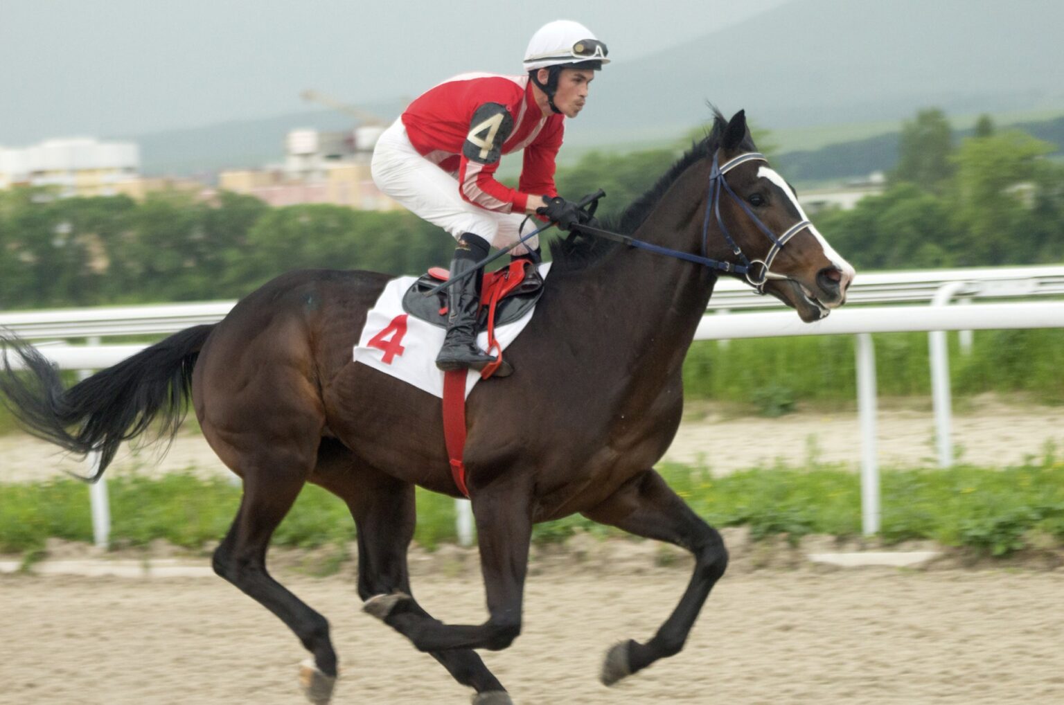 Le boss du turf : une passion sans limites - Turf Gagnant