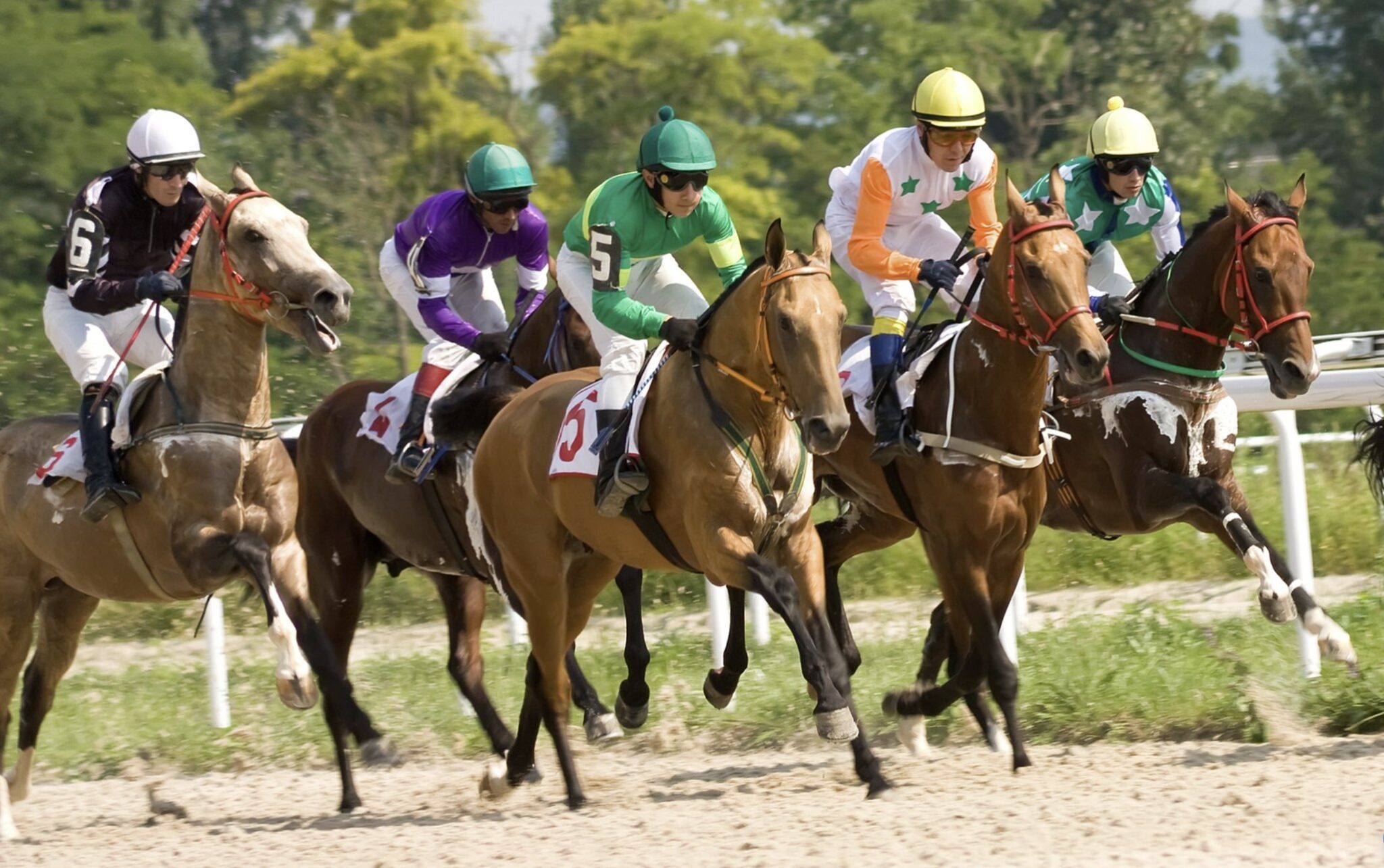 Cheval coup sur du jour pour gagner vos paris - Turf Gagnant
