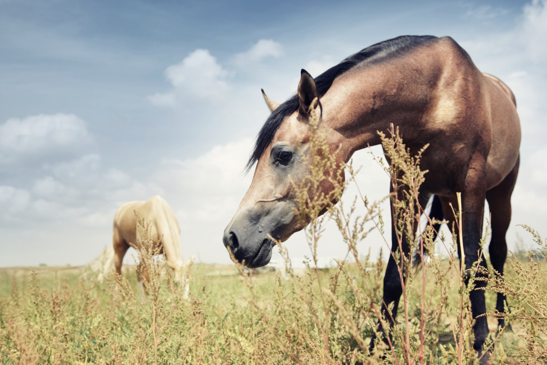 Boss turf : tout ce que vous devez savoir - Turf Gagnant