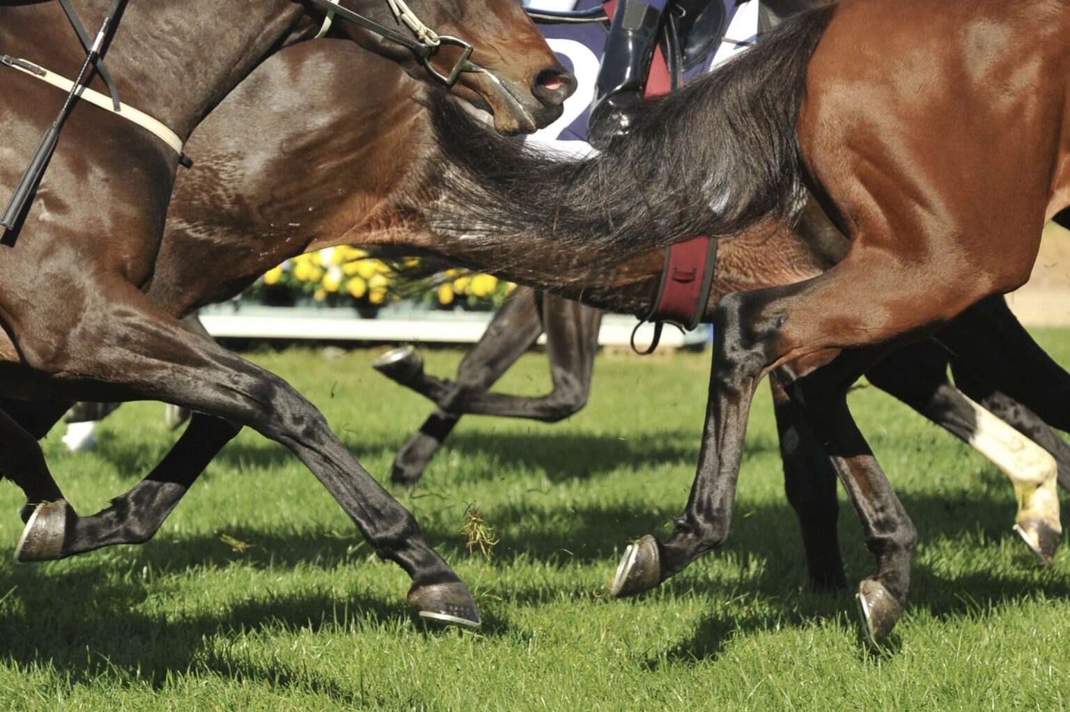 Expert du turf : stratégies et astuces - Turf Gagnant